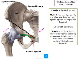 4-Femoral_triangle_and_adductor_canal.pdf