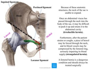 4-Femoral_triangle_and_adductor_canal.pdf