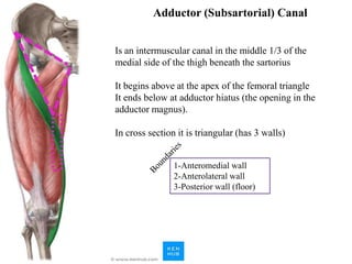 4-Femoral_triangle_and_adductor_canal.pdf