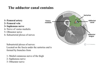 4-Femoral_triangle_and_adductor_canal.pdf