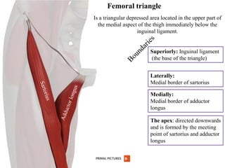 4-Femoral_triangle_and_adductor_canal.pdf