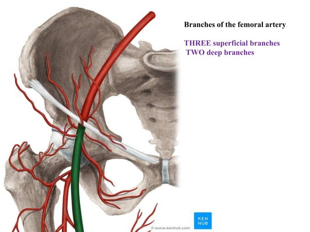 4-Femoral_triangle_and_adductor_canal.pdf