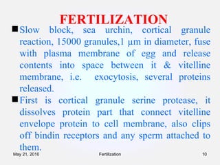 fertilization | PPT