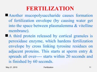 fertilization | PPT