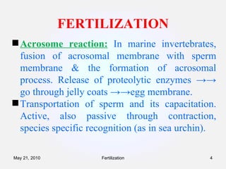 fertilization | PPT