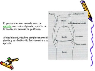 Fimosis-y-Circuncision | PPT