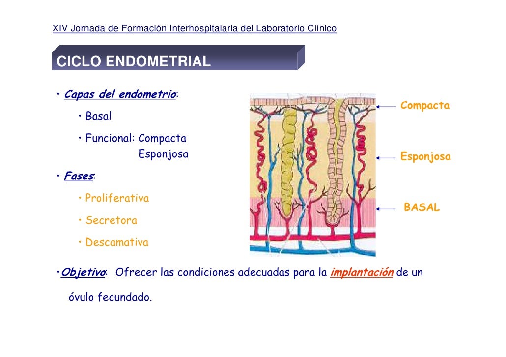 4. Fisiologia Reproduccion Femenina