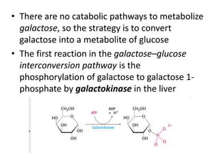 4 - GALACTOSE METABOLISM.pptx22222222222 | PPT
