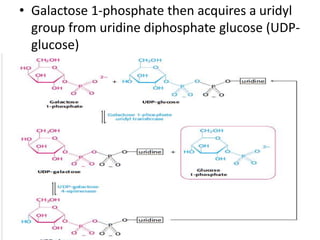 4 - GALACTOSE METABOLISM.pptx22222222222 | PPT