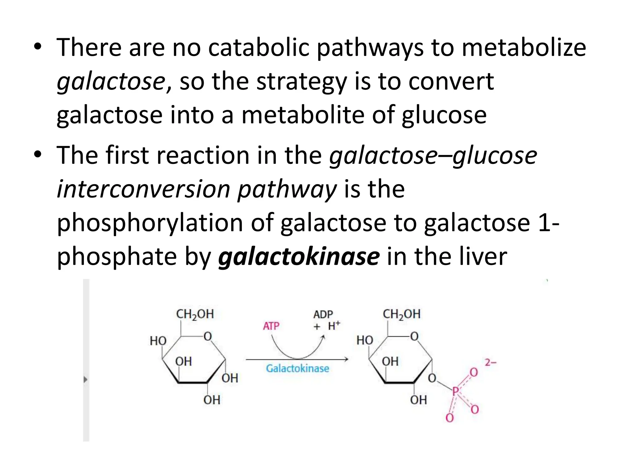 4 - GALACTOSE METABOLISM.pptx22222222222 | PPT