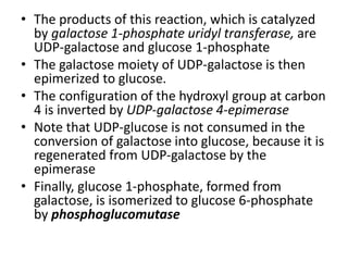 4 - GALACTOSE METABOLISM.pptx22222222222 | PPT