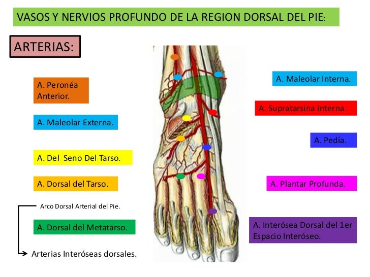 4. garganta de pie y pie