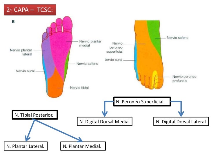 PATOLOGÍA PODOLÓGICA: Inervación del pie
