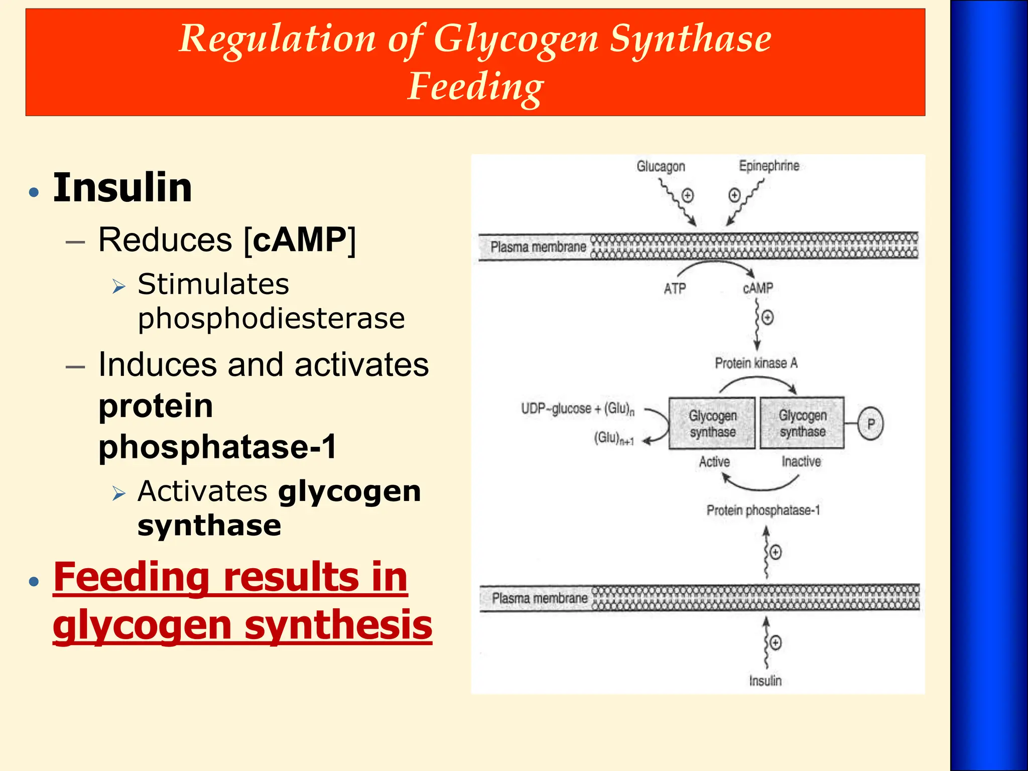 4- Biochemistry_2-Glycogen Metabolism.ppt