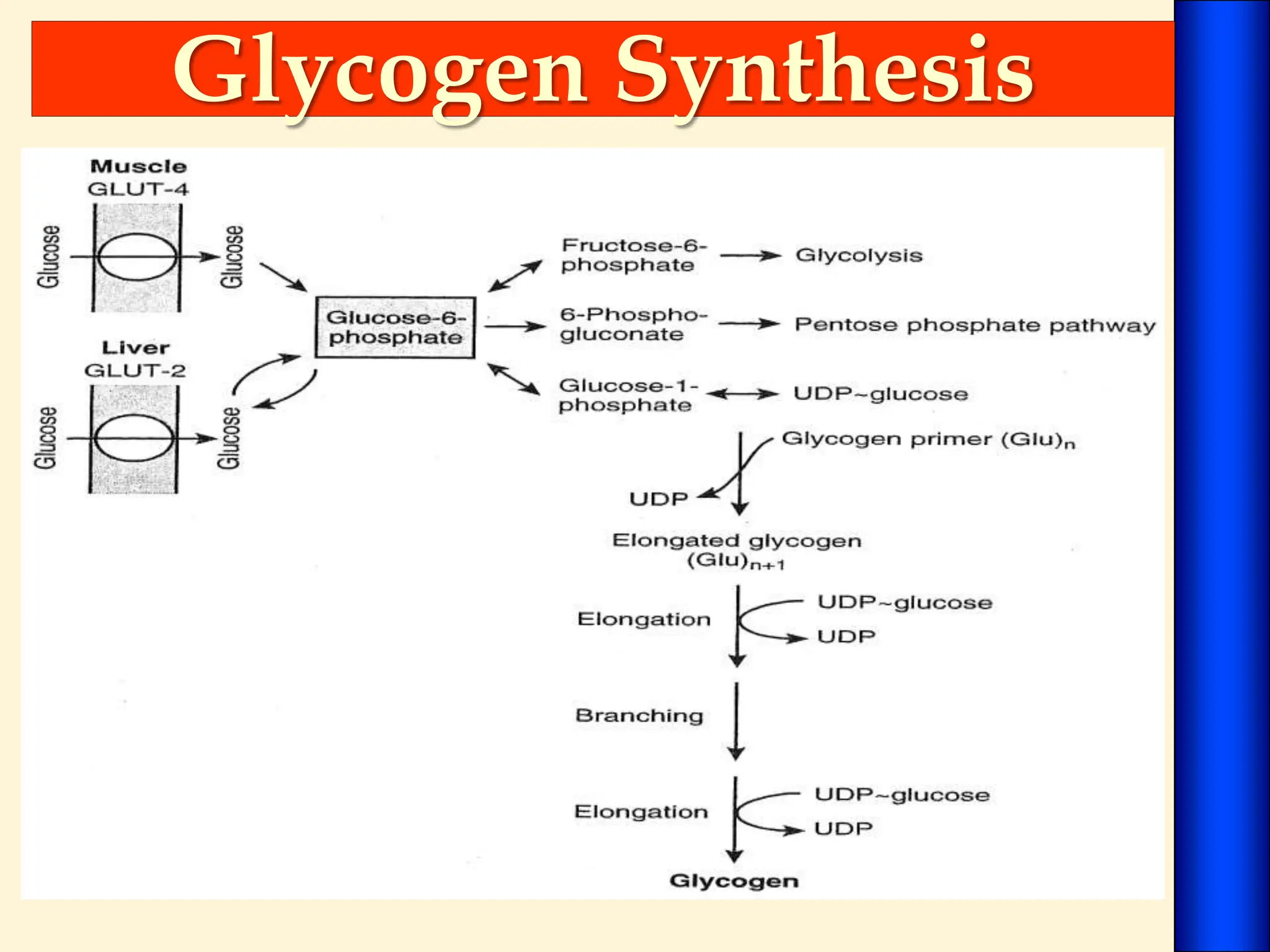 4- Biochemistry_2-Glycogen Metabolism.ppt