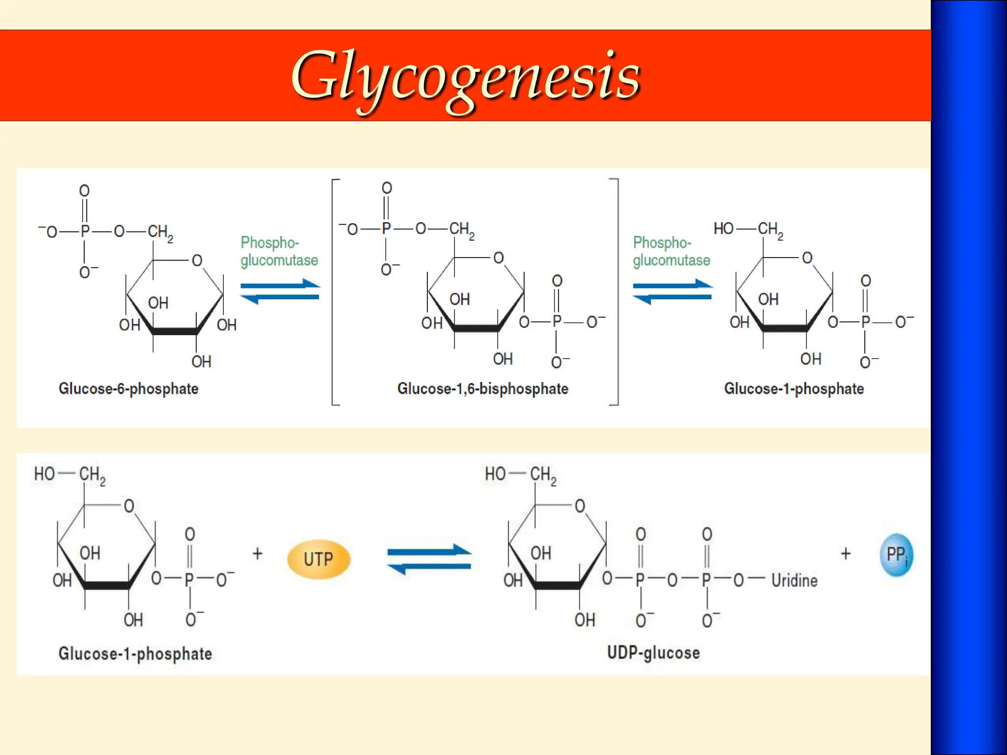 4- Biochemistry_2-Glycogen Metabolism.ppt