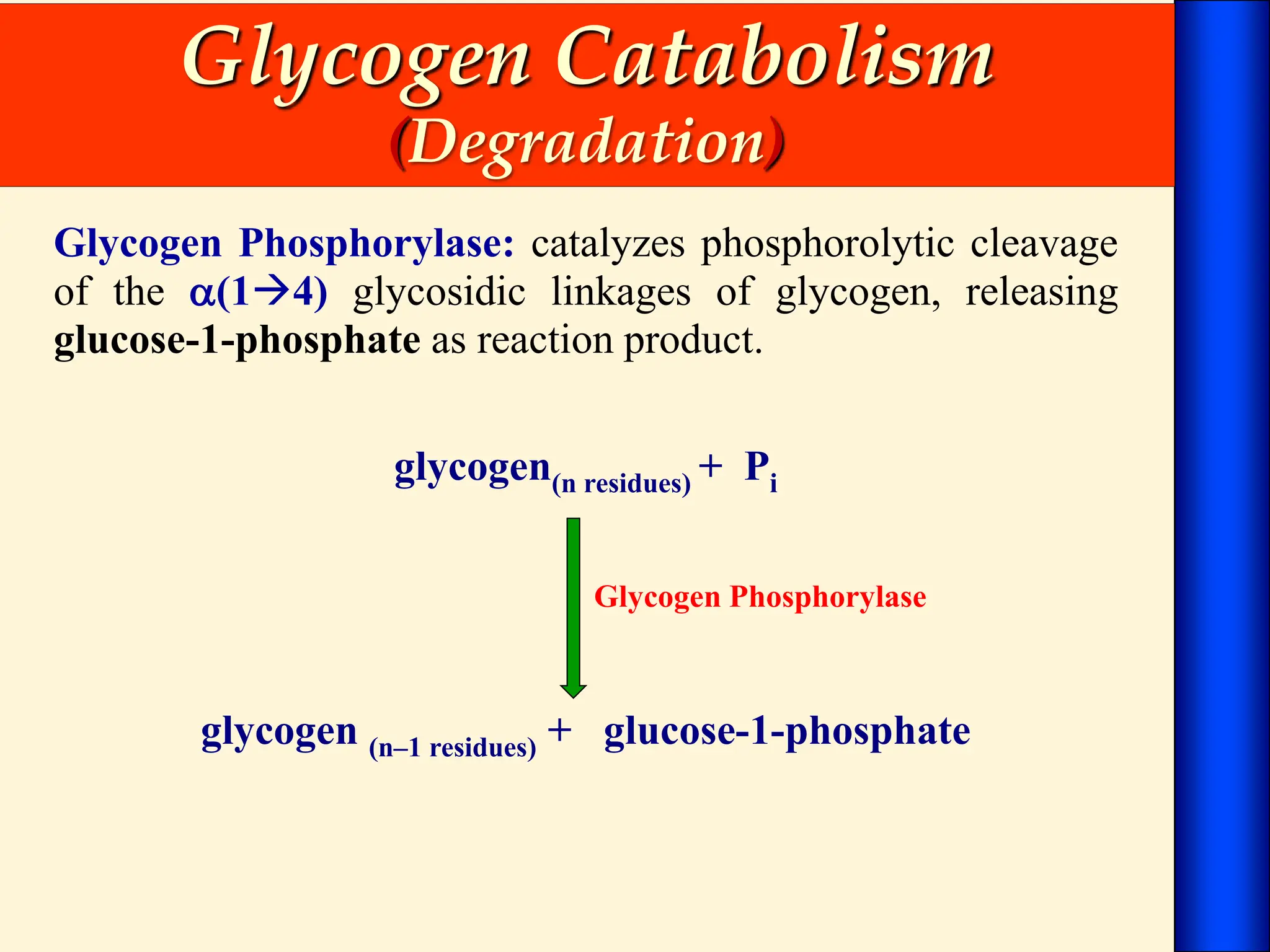 4- Biochemistry_2-Glycogen Metabolism.ppt