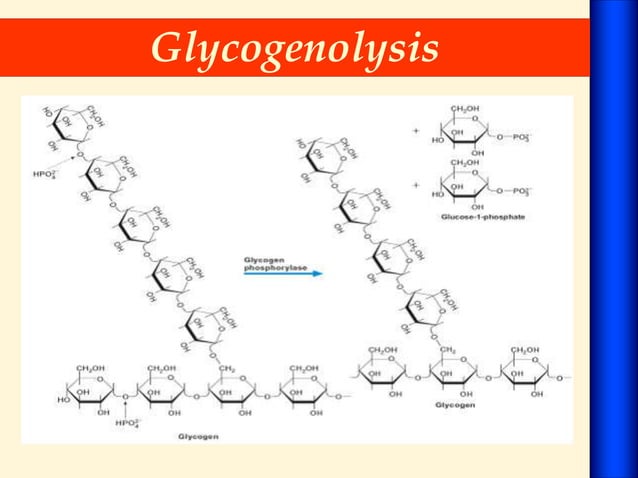 4- Biochemistry_2-Glycogen Metabolism.ppt