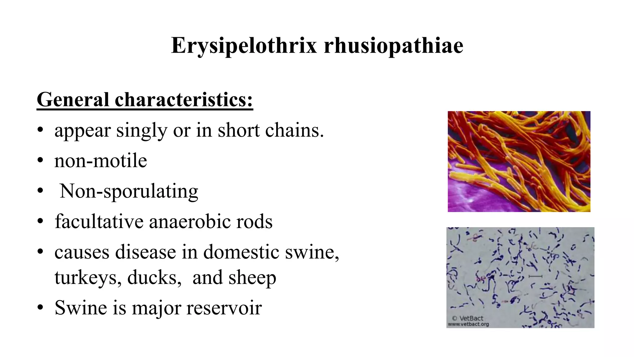 Gram Positive Non-Spore Forming Rods | PPTX