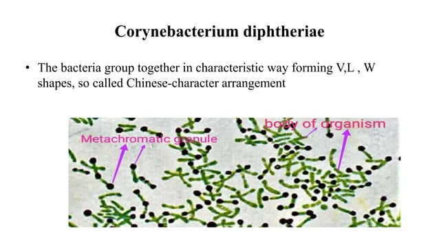 Gram Positive Non-Spore Forming Rods | PPTX
