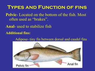 LSU MNS gulf coast sea life - fish | PPT