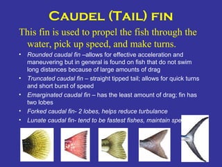 LSU MNS gulf coast sea life - fish | PPT