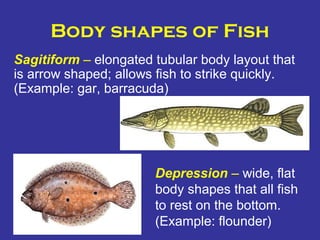 LSU MNS gulf coast sea life - fish | PPT