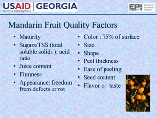 4 harvesting quality mandarins | PPT