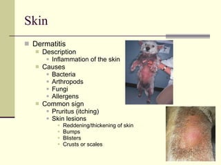 4 h bacterial diseases | PPT