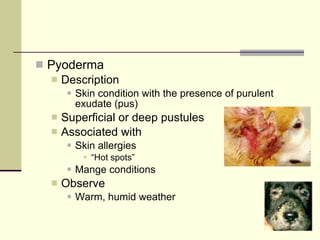 4 h bacterial diseases | PPT