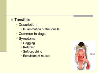 4 h bacterial diseases | PPT