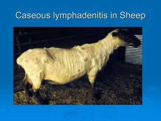 disorder of hematopoietic system | PPT