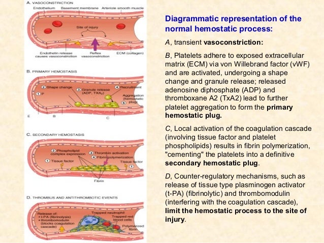 4 hemostasis&thrombosis