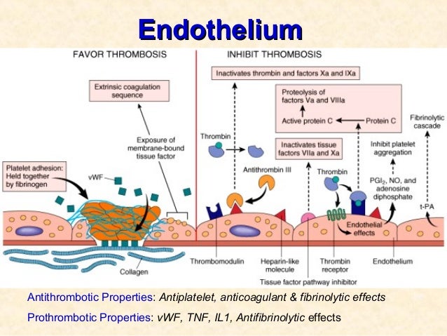4 hemostasis&thrombosis