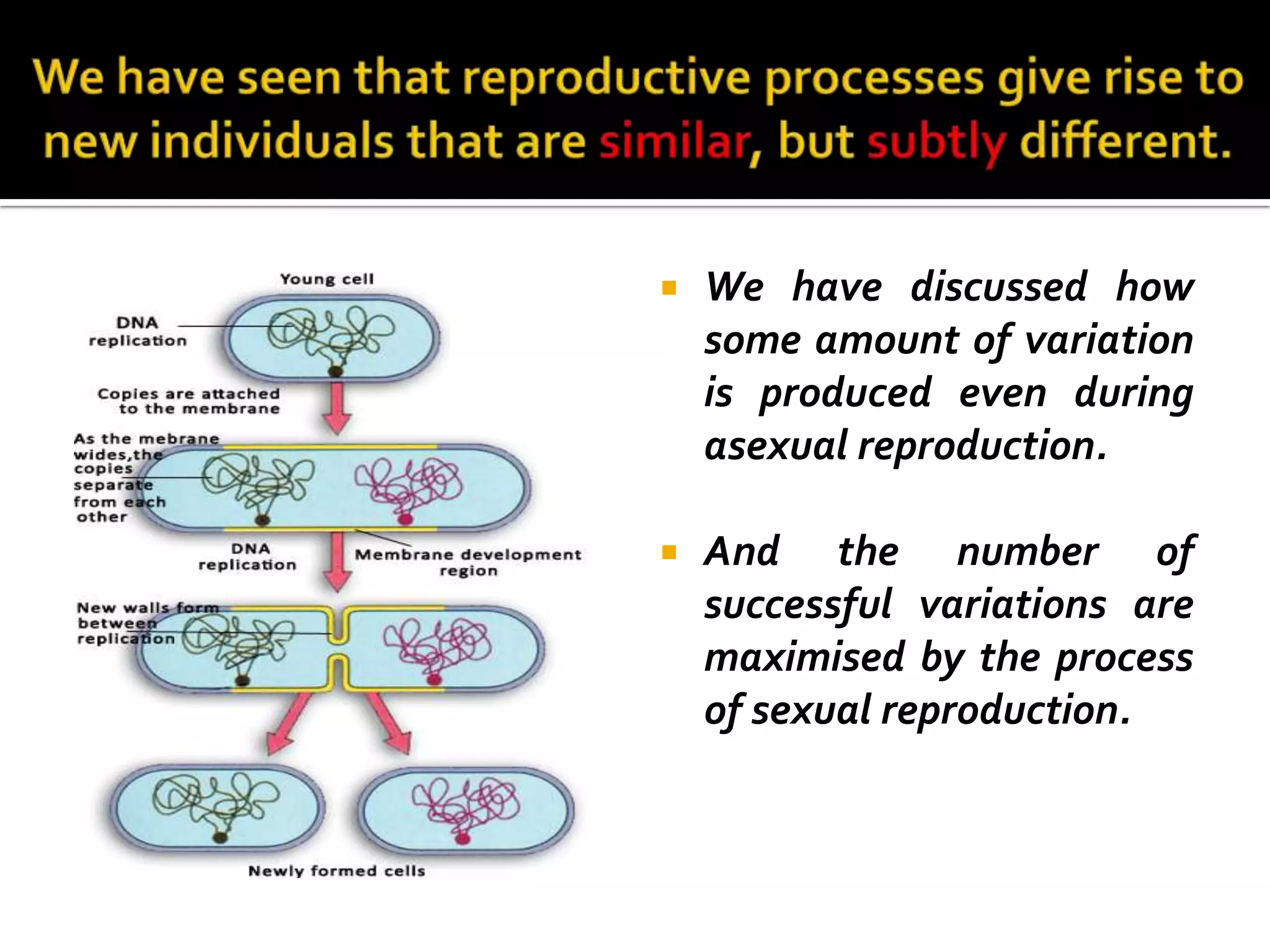4. heredity and evolution | PPTX | Genetics | Science