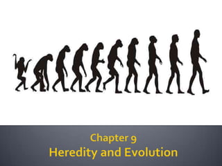 4. heredity and evolution | PPTX | Genetics | Science