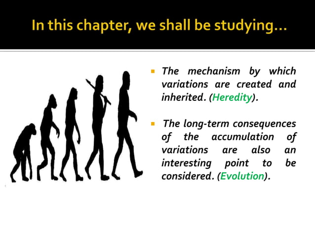 4. heredity and evolution | PPTX | Genetics | Science