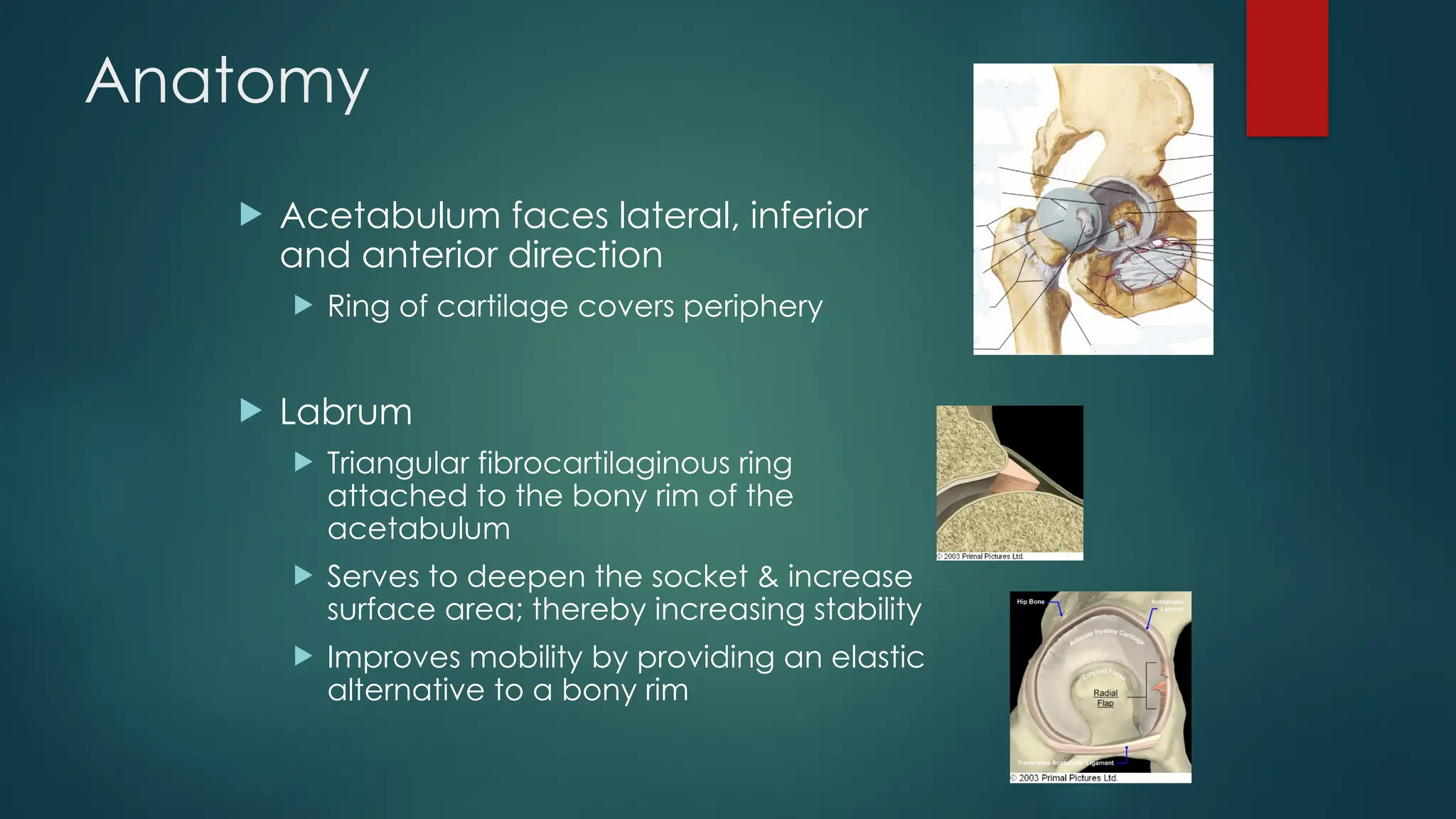 4- Hip mobilization Hip mobilization.pptx