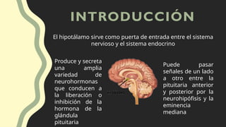 4 - Hipotalamo Anatomia y fisiologia - josue.pptx