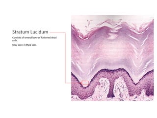 Histology of skin and adnexa, normal.pptx