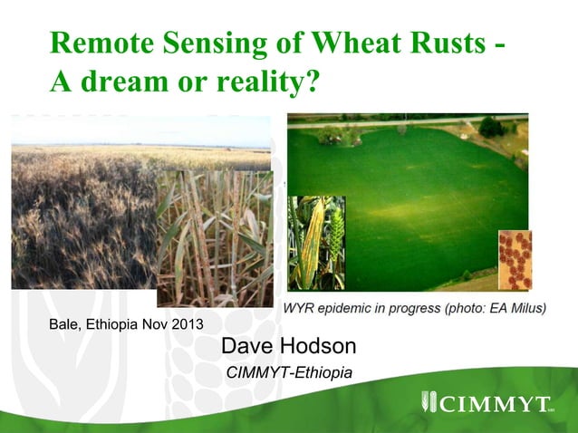Remote Sensing of Wheat Rusts - A dream or reality? | PPT
