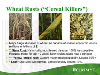 Remote Sensing of Wheat Rusts - A dream or reality? | PPT