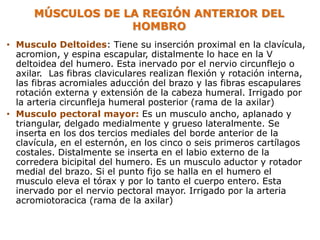 4 hombro y region pectoral | PPTX