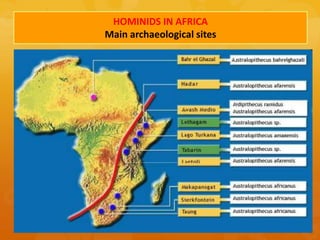 4 hominids-human evolution-(i) | PPTX