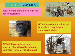 4 hominids-human evolution-(i) | PPTX