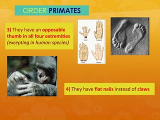 4 hominids-human evolution-(i) | PPTX