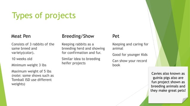 4-H Rabbit Project 101: In Depth Basics | PDF