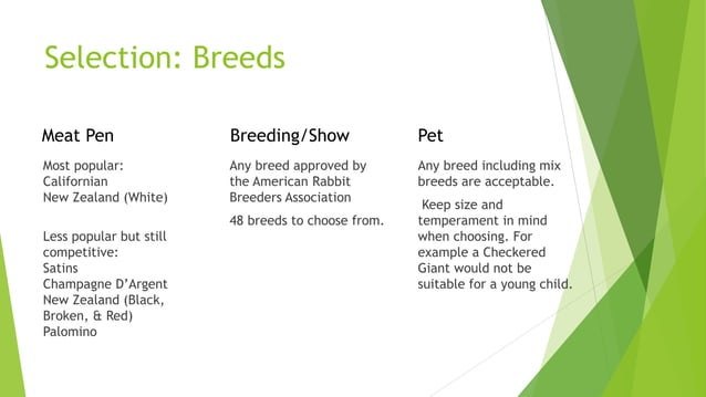 4-H Rabbit Project 101: In Depth Basics | PDF