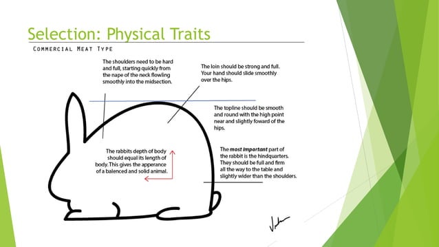 4-H Rabbit Project 101: In Depth Basics | PDF