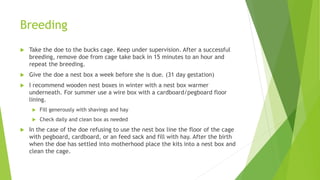 4-H Rabbit Project 101: In Depth Basics | PDF